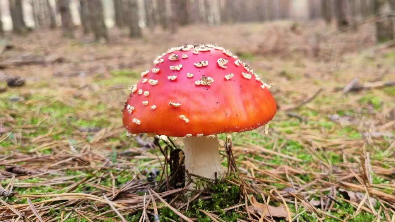 Je pravda, že červi nejedí jedovaté hřiby? Než půjdeš na hřiby, měl bys ...