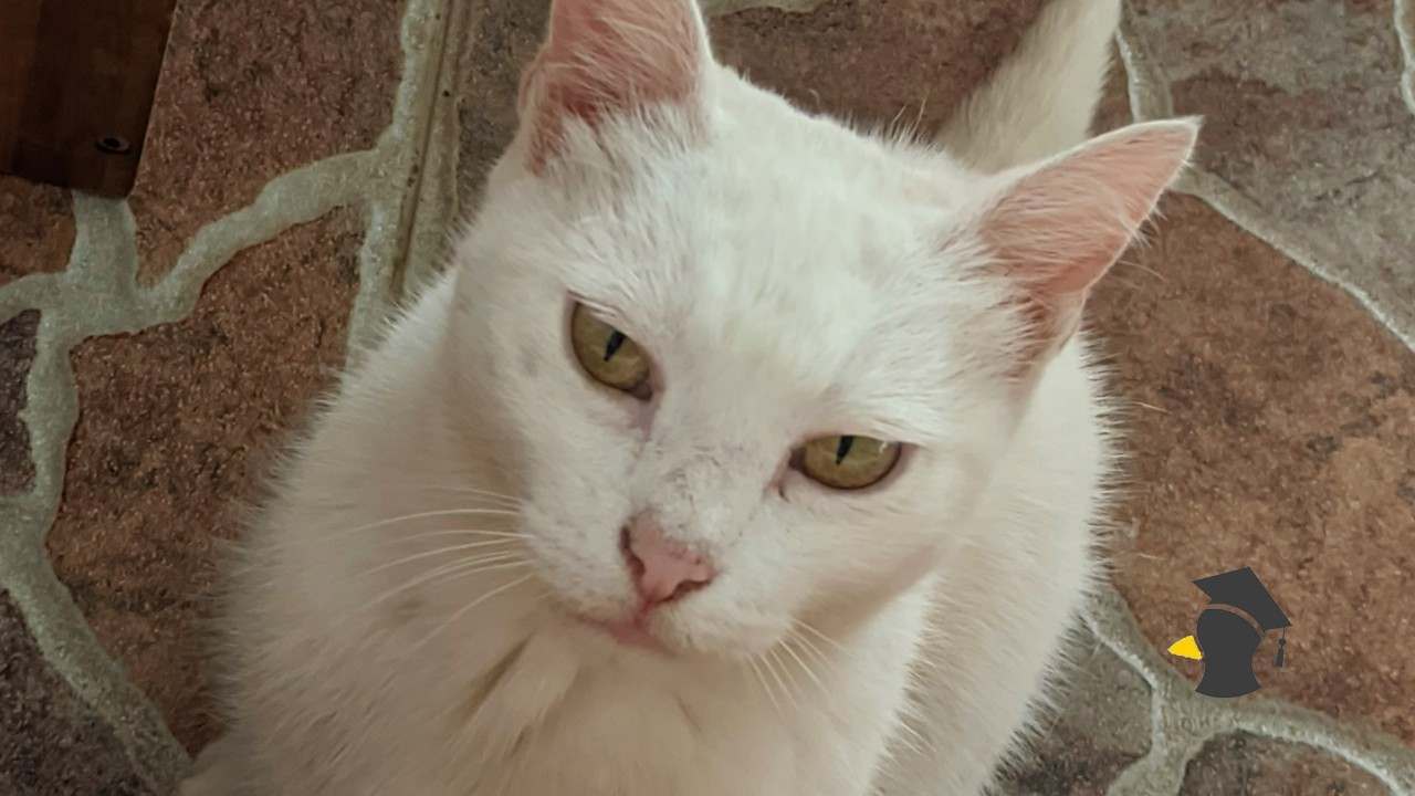 Víš, co to znamená, když se kočka o tebe otírá? Tohle ti tím chce říct - Vedelijsteze.cz