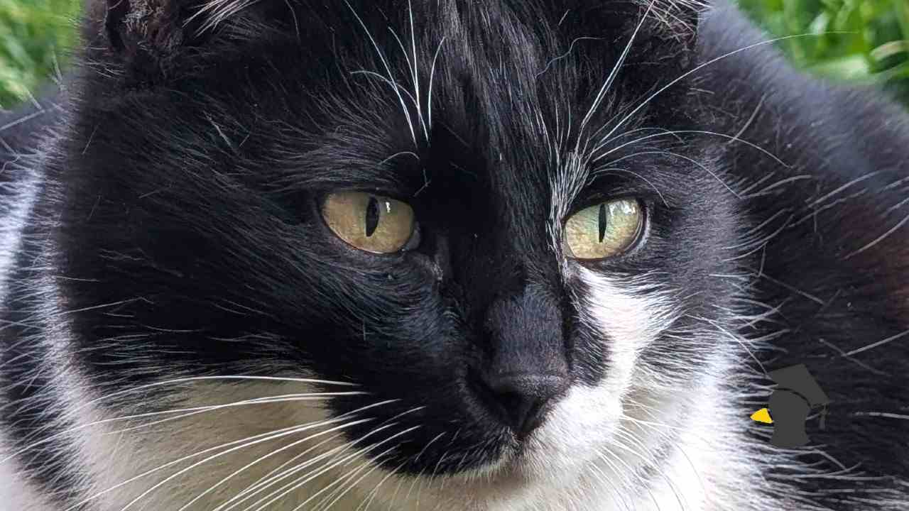 Jak se zbavit vosího hnízda na balkoně nebo v zahradě? Tento trik tě ochrání před štípnutím ...