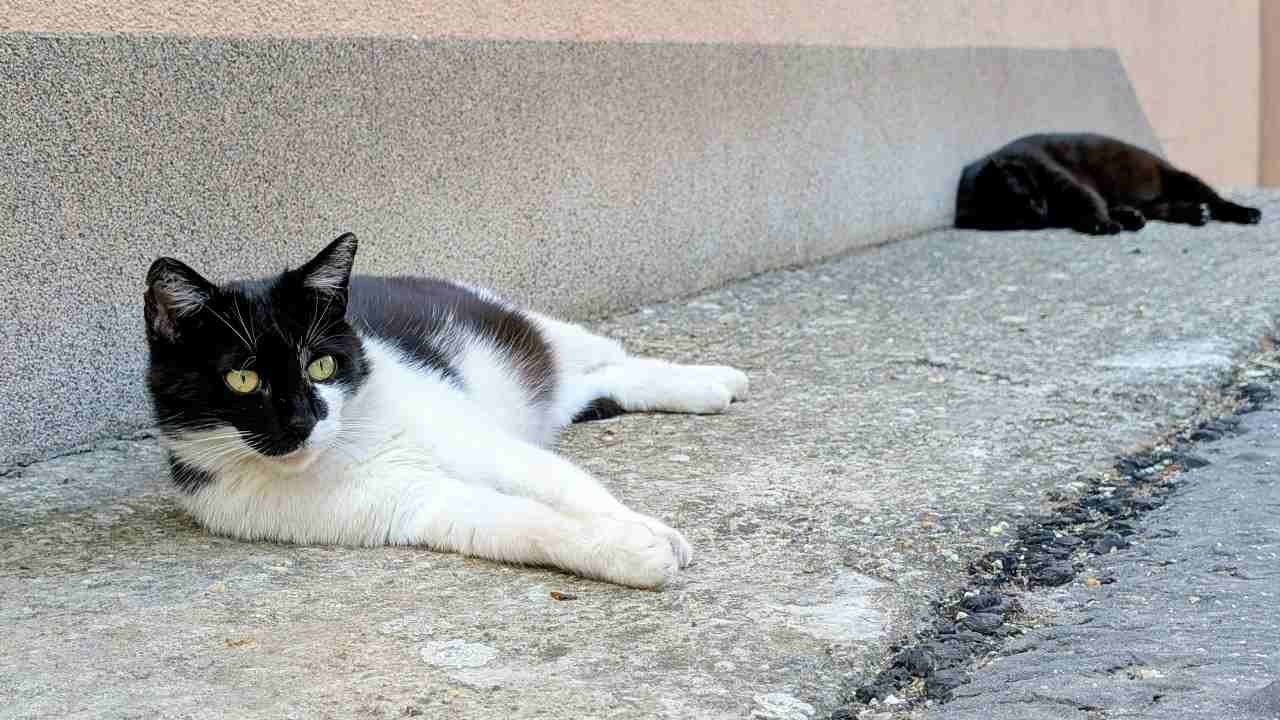 Víš, proč kočky raději spí na levém boku? Skutečný důvod tě možná ...