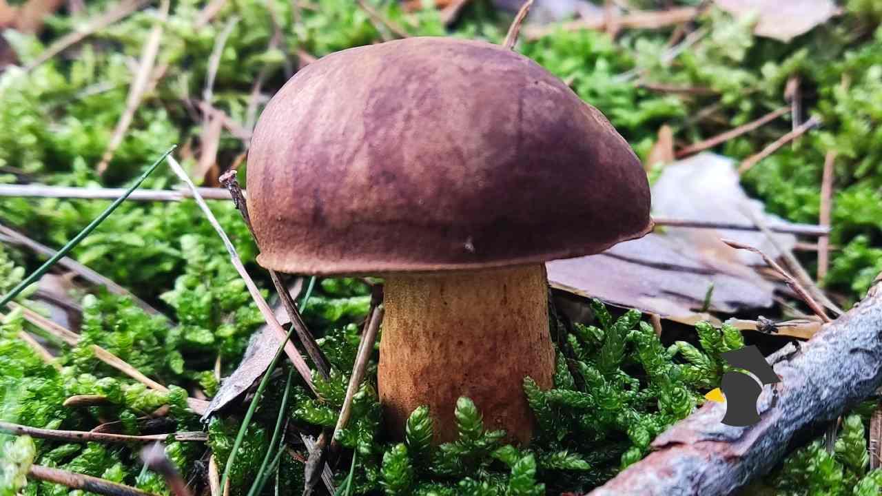 Víš, jak správně uvařit houby? Tuhle chybu dělá většina amatérských ...